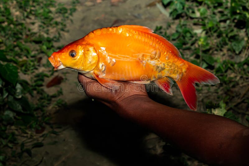 The Golden Carp Fish or a Minercap in His Hand Stock Photo - Image of ...