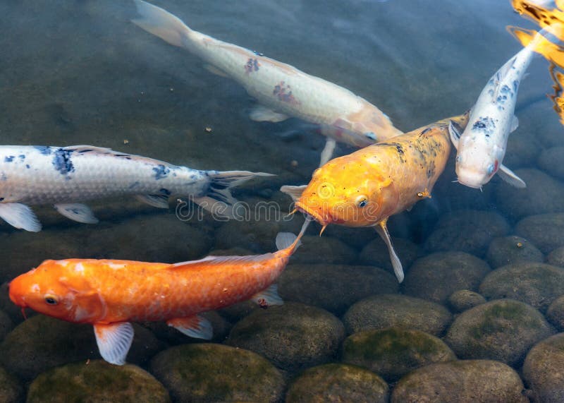 Golden carp stock photo. Image of yellow, nature, gold - 72591890