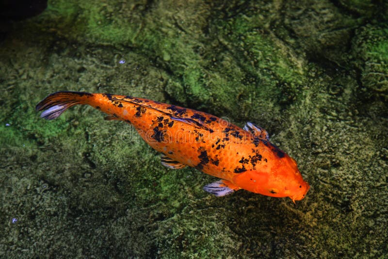 Golden Carp Swimming West Lake Hangzhou Zhejiang China Stock Photo ...