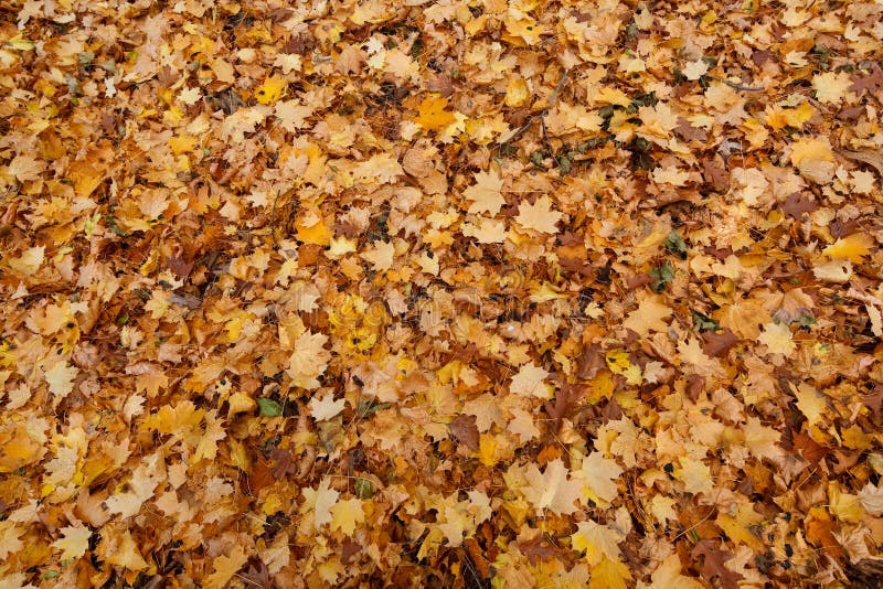 Golden carpet stock image. Image of orange, vibrant, bright - 11795889