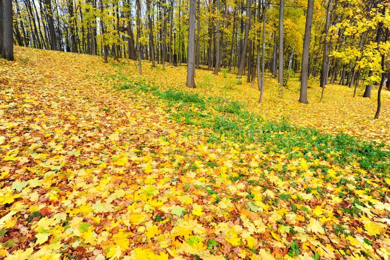 Golden Carpet stock photo. Image of brown, woods, branch - 16544360