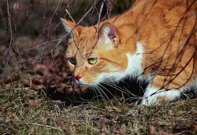 Golden cat stock image. Image of long, thoughtful, kitty - 21946523