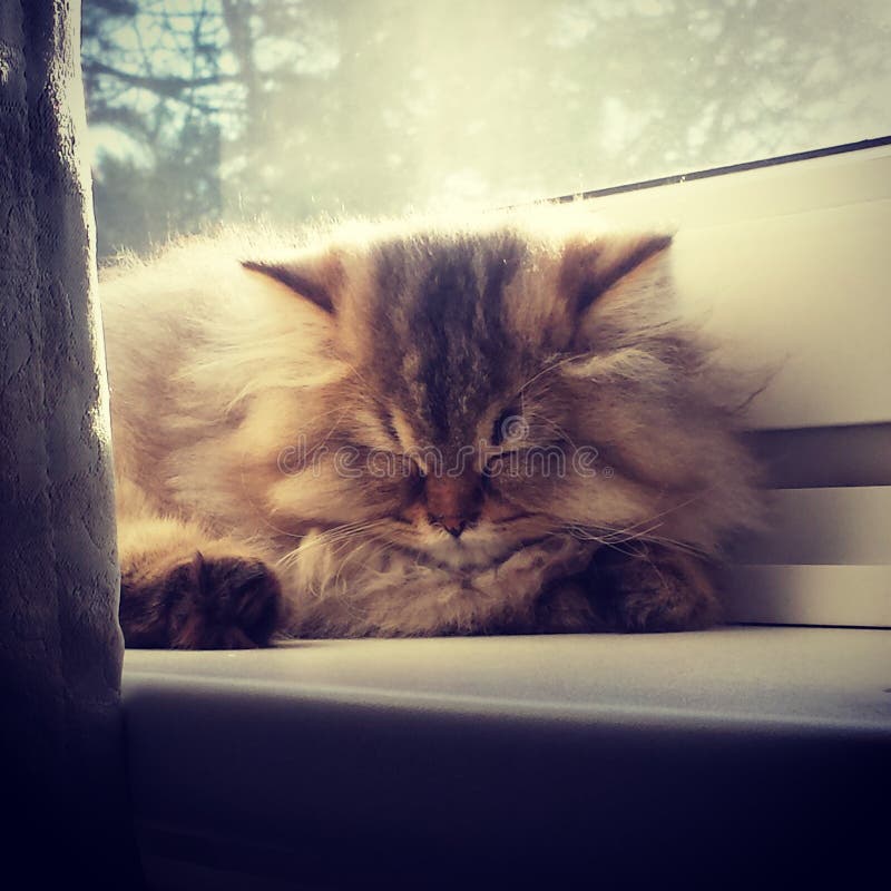 Golden cat stock image. Image of longhair, beautiful - 129457417