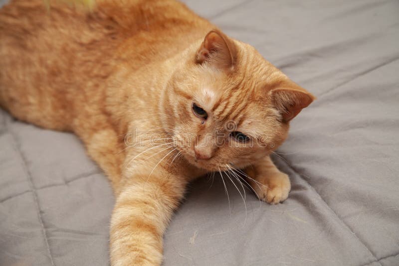 Golden Cat Searching stock photo. Image of eyes, head - 207888066