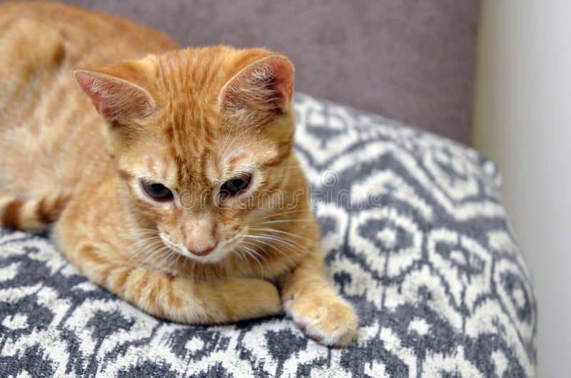 The golden cat stock photo. Image of nice, discovering - 120739284