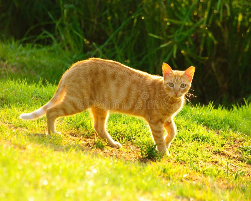 Golden cat2 stock image. Image of gold, moustache, prey - 10444231