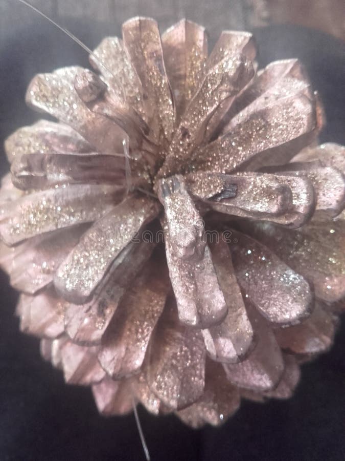 Golden Cedar Tree in a Street Stock Image - Image of deodar, grace ...