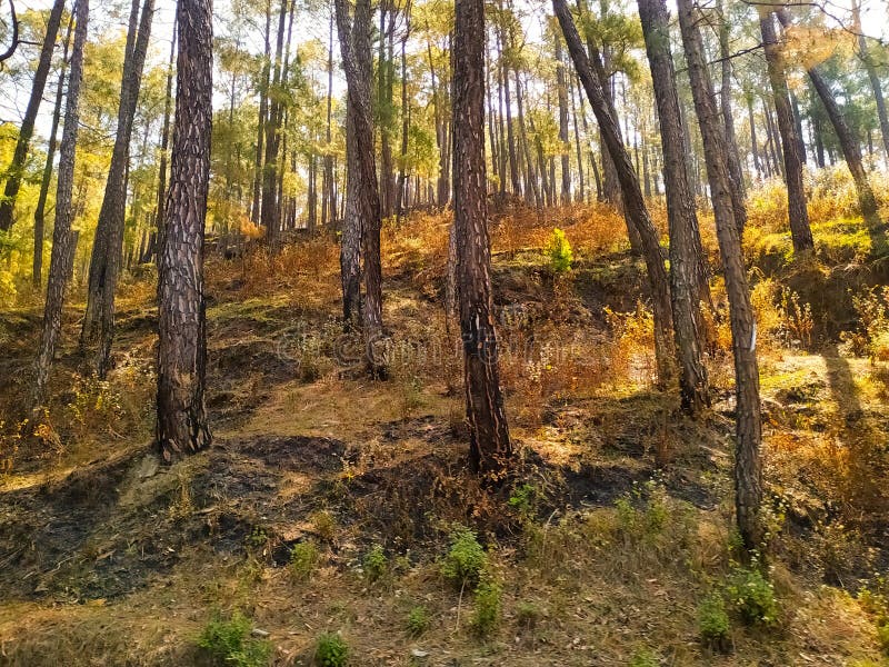 Golden cedar trees autumn stock photo. Image of landscape - 247007730