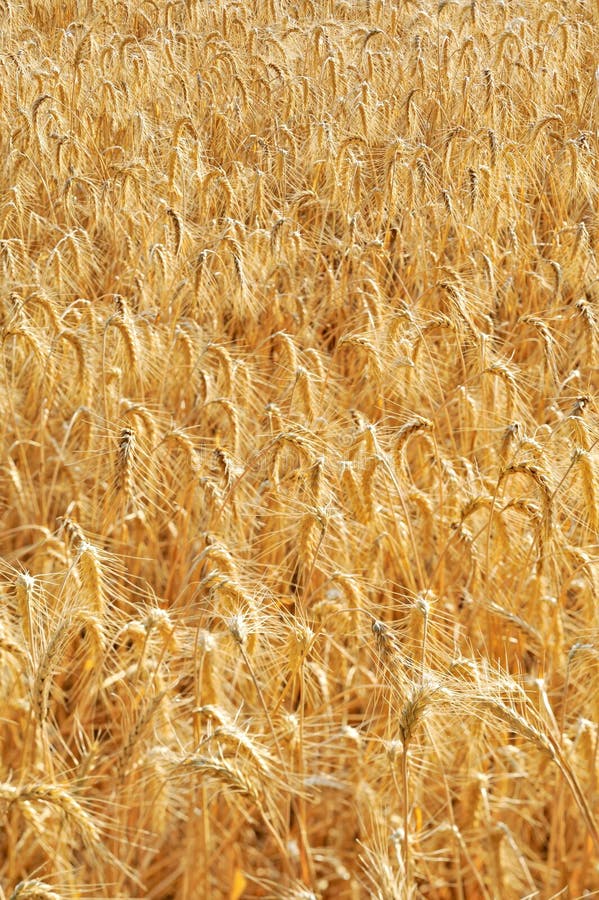 Golden Cereal Field Closeup Stock Image - Image of agriculture, field ...