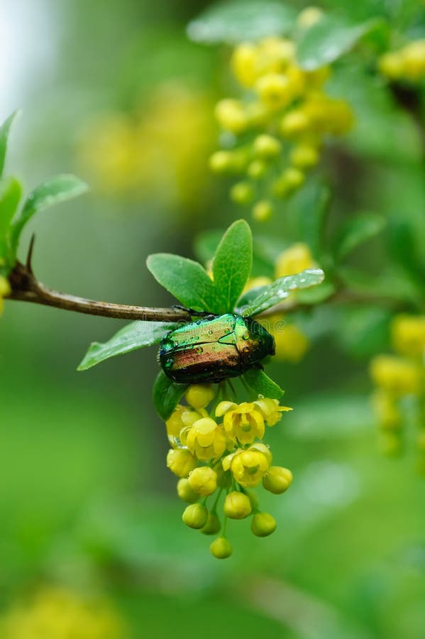 Golden cetonia bug stock photo. Image of rainbow, insect - 7494338