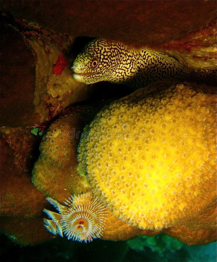 Golden Chain Moray Eel stock photo. Image of tropical - 21281058