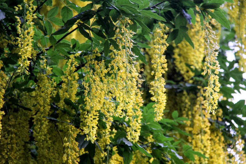 Golden chain tree stock photo. Image of europe, florescence - 94500556