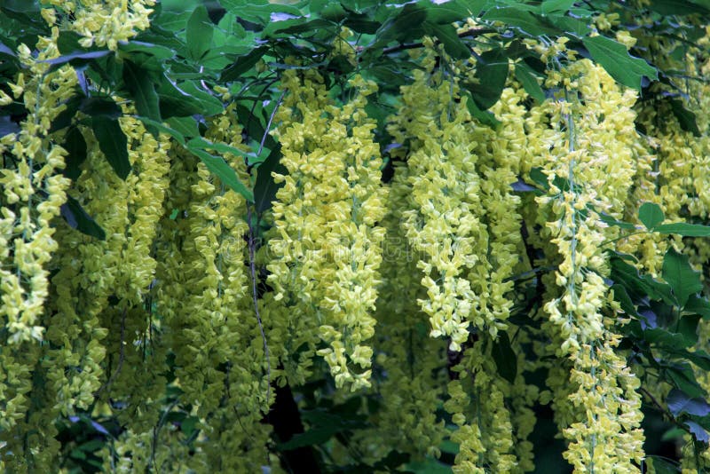 Golden chain tree stock image. Image of floral, head - 94500605