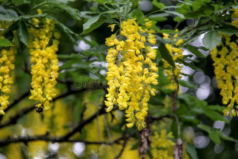 Golden chain tree stock photo. Image of florescence, blossom - 94500640