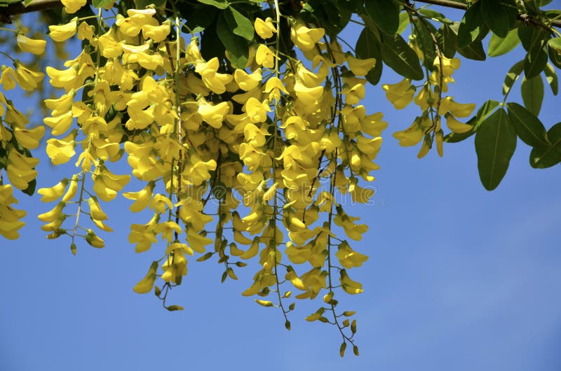 Golden Chain Tree in Flower Stock Image - Image of laburnum, flower ...