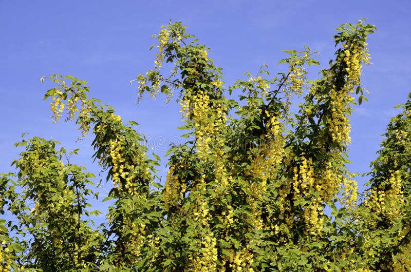 757 Golden Chain Tree Flower Stock Photos - Free & Royalty-Free Stock ...