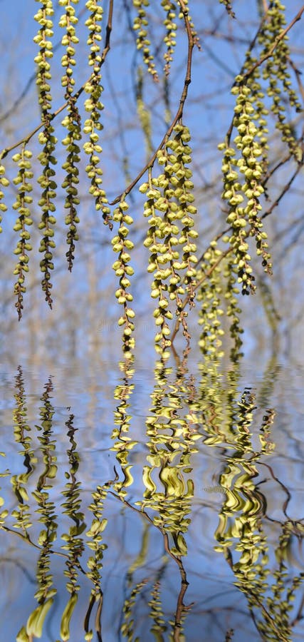 Golden chain tree flowers stock photo. Image of decoration - 24271210