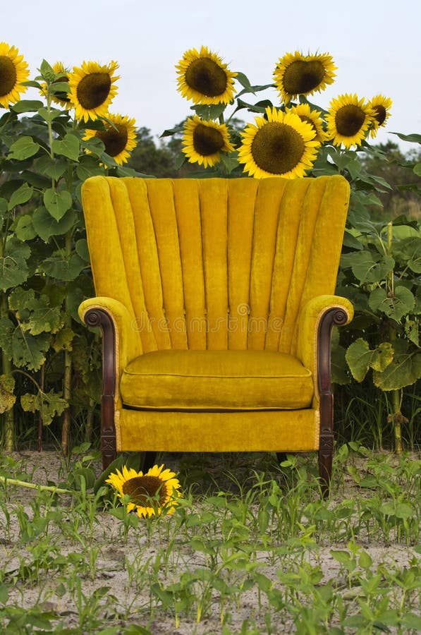 Golden Chair and Sunflowers Stock Photo - Image of comfortable, blossom ...
