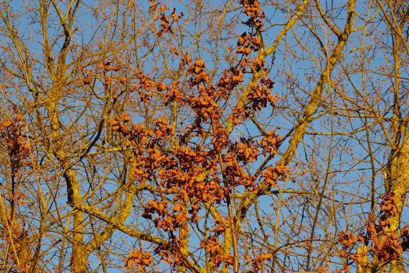 Golden Chestnut Tree in Spring Stock Image - Image of background ...