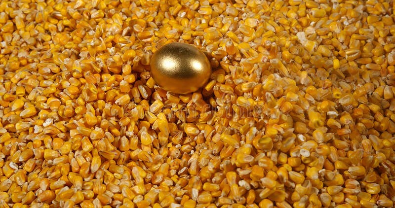Golden Chicken Egg and Corn, Zea Mays Stock Photo - Image of studio ...