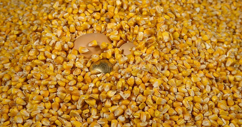 Golden Chicken Egg and Corn, Zea Mays Stock Image - Image of action ...