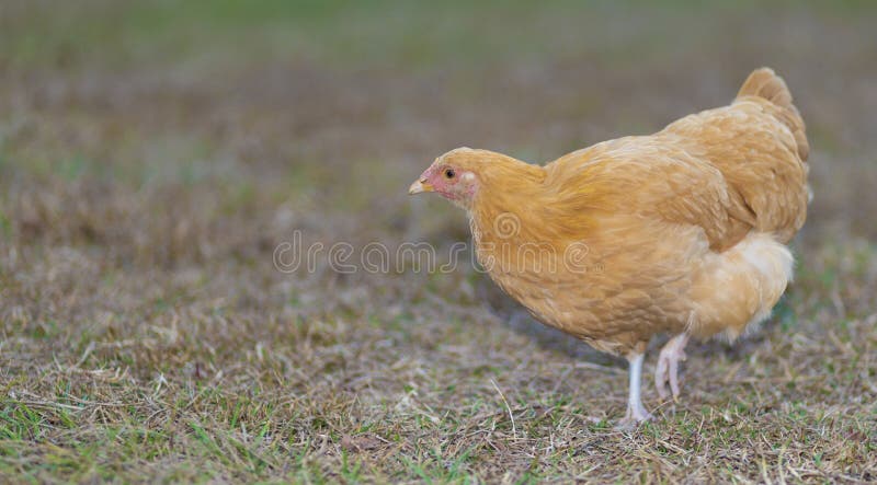 Golden Chicken Hen on a Field Stock Image - Image of north, livestock ...
