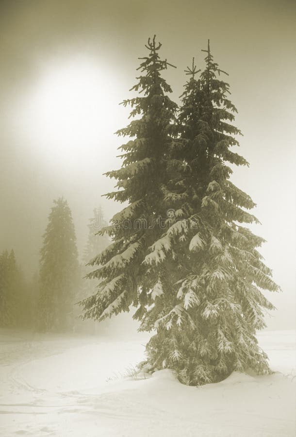 Golden Christmas stock photo. Image of december, gold - 1032338