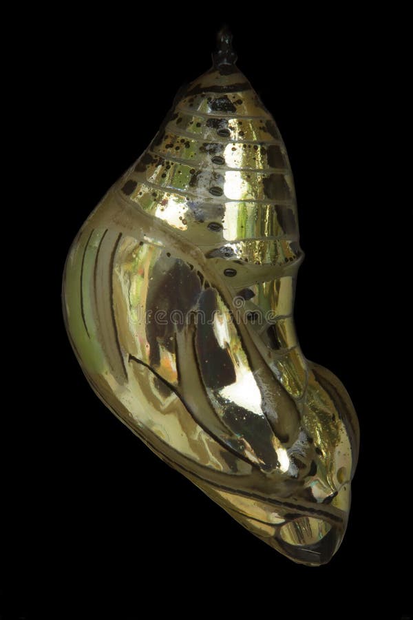 Golden Chrysalis stock photo. Image of chrysalis, longwing - 229742512