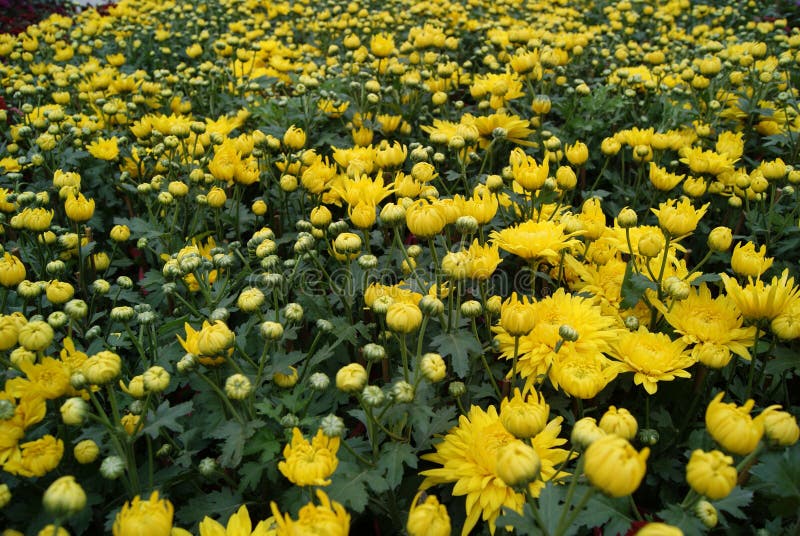 Golden chrysanthemum stock image. Image of nursery, nature - 12879651