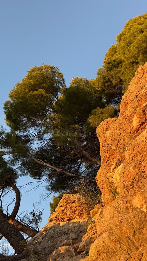 Golden Cliffs and Pine Trees Under a Clear Blue Sky Stock Image - Image ...