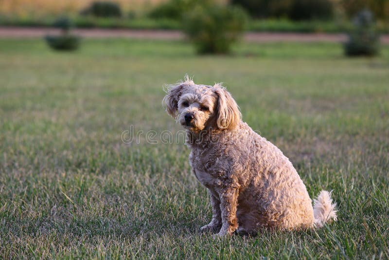 Cockapoo Dog Sitting in Meadow Stock Image - Image of bright, golden ...