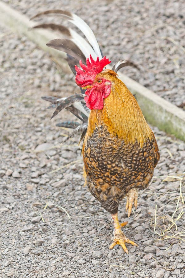 A Golden Cockerel Walking in the Farm Stock Photo - Image of happy ...