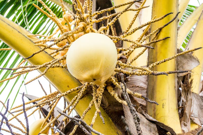 1,510 Coconut Plant Golden Coconut Stock Photos - Free & Royalty-Free ...