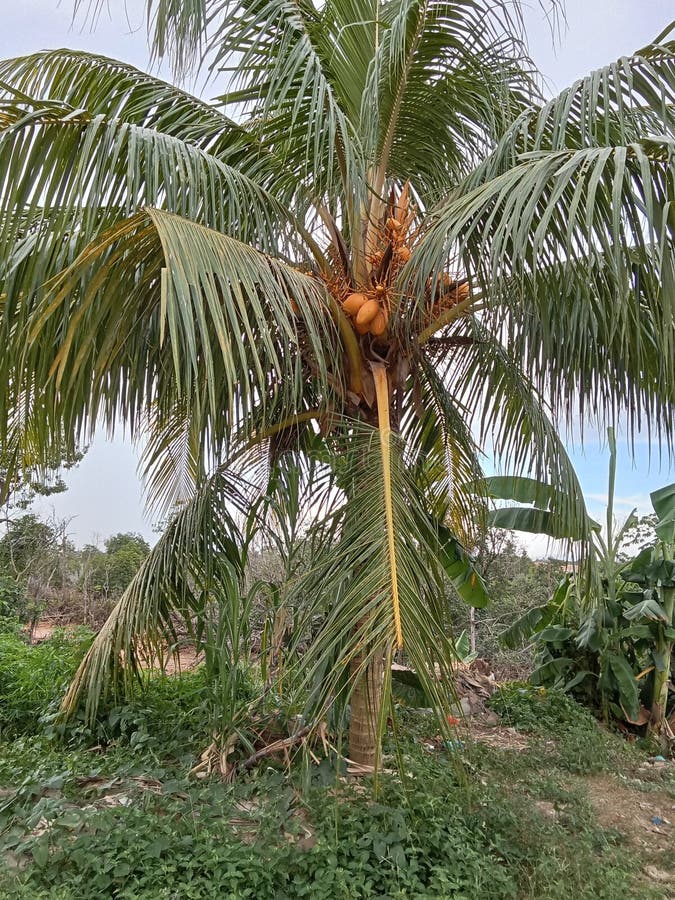 Golden Coconut Tree . Indonesia Stock Image - Image of indonesia ...