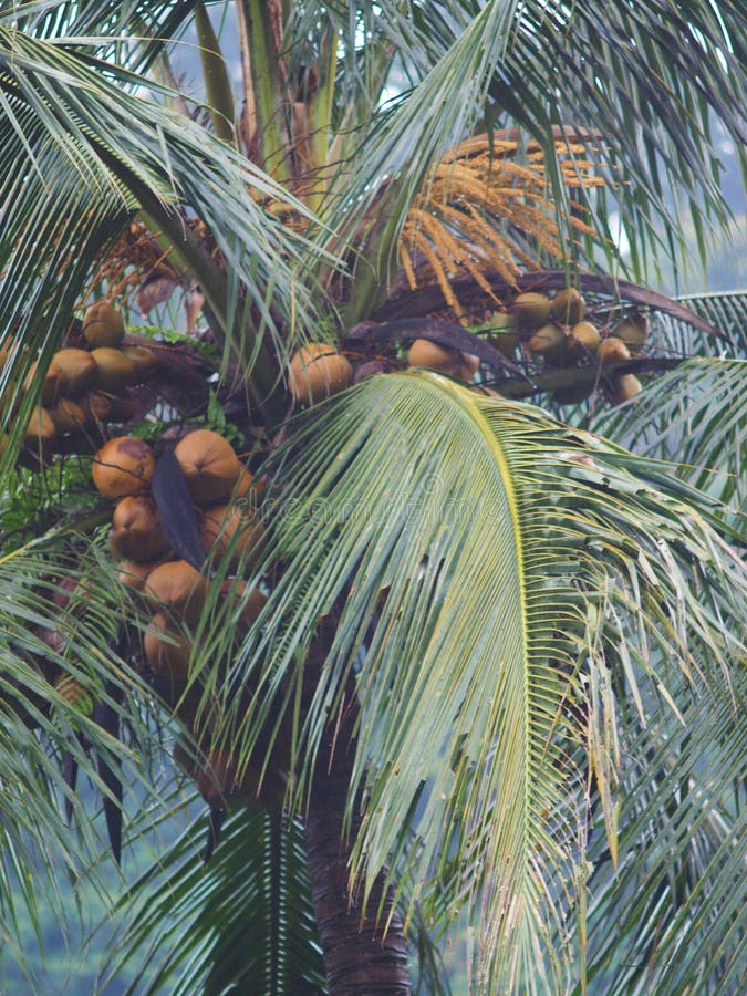 Golden Coconut Tree with so Much Its Fruit Stock Photo - Image of ...