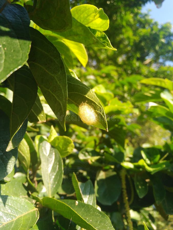 Golden Cocoon stock photo. Image of produce, cocoon - 184083440
