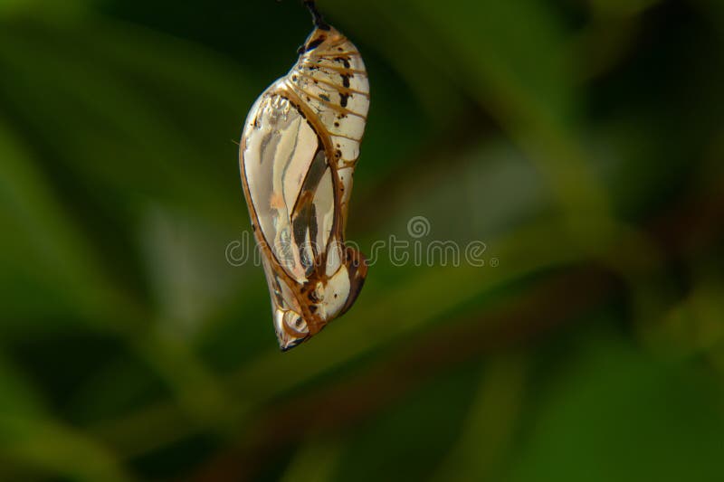 Golden Cocoon with Leaf Background. Stock Photo - Image of time ...