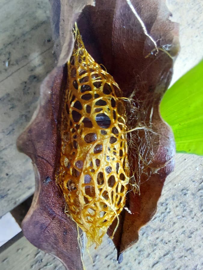 Golden Cocoon in North Sulawesi Stock Photo - Image of golden, animal ...
