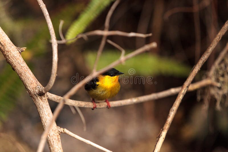 Golden Collared Manakin Known As Manacus Vitellinus Stock Image - Image ...
