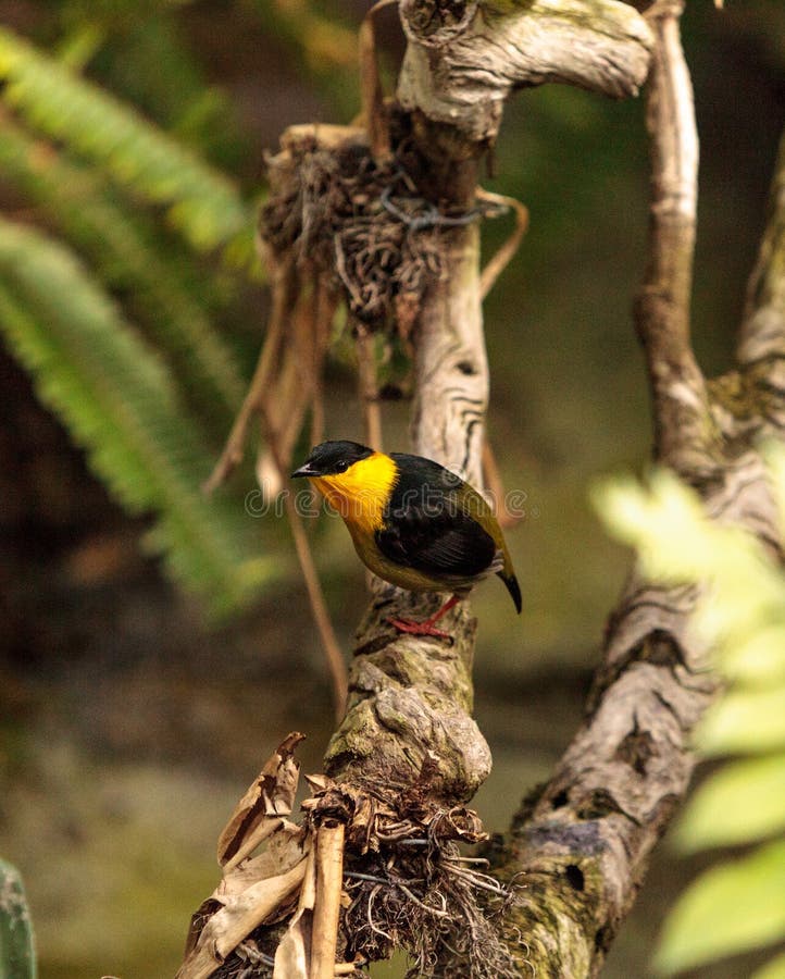Golden Collared Manakin Known As Manacus Vitellinus Stock Image - Image ...