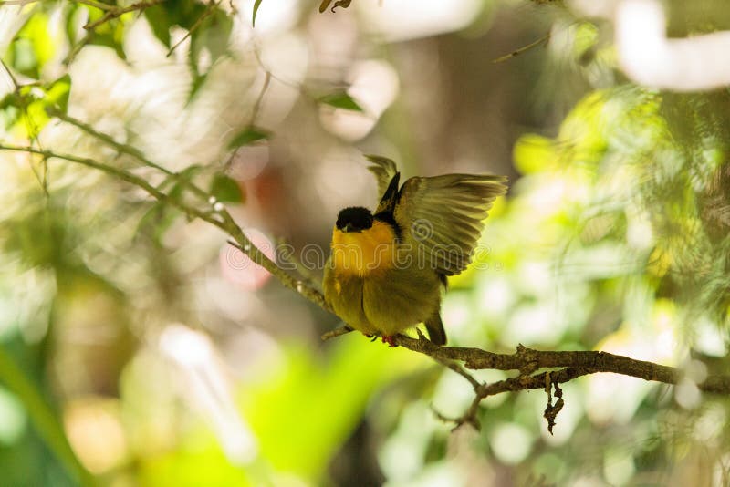 Golden Collared Manakin Known As Manacus Vitellinus Stock Image - Image ...