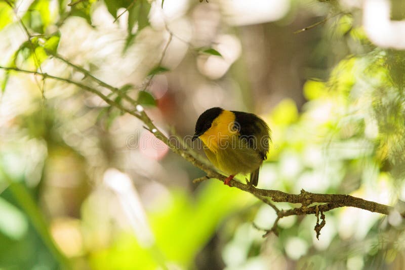 Golden Collared Manakin Known As Manacus Vitellinus Stock Photo - Image ...