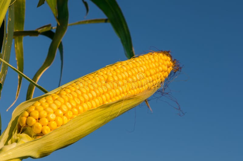 Golden Corn on Field and Blue Sky As Background Stock Photo - Image of ...