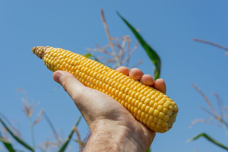 Hand with corn stock photo. Image of closeup, dietary - 8845066
