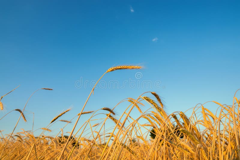 Golden Color Crop in Sunset Time Stock Photo - Image of grain, natural ...