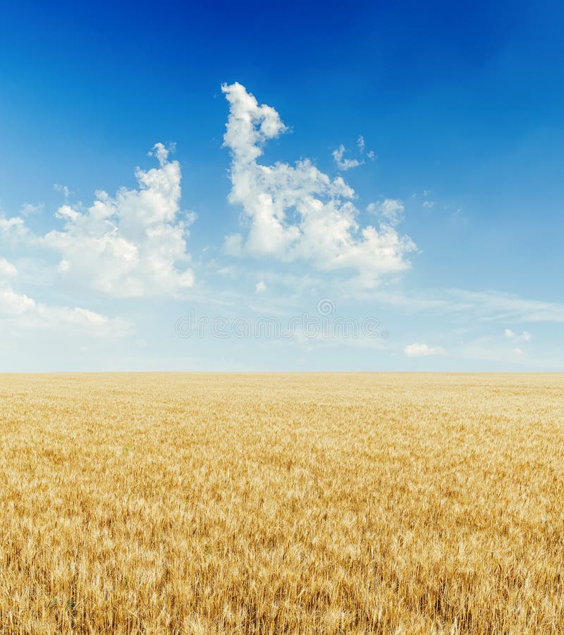 Golden Field with Crop and Blue Sky Stock Photo - Image of golden ...