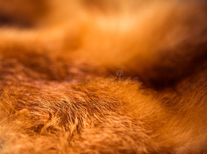 Golden Color Fox Wool Texture Stock Image - Image of design, background ...