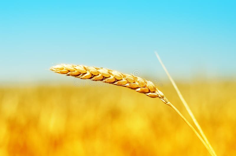 Golden Color Harvest on Field Stock Image - Image of background, bright ...