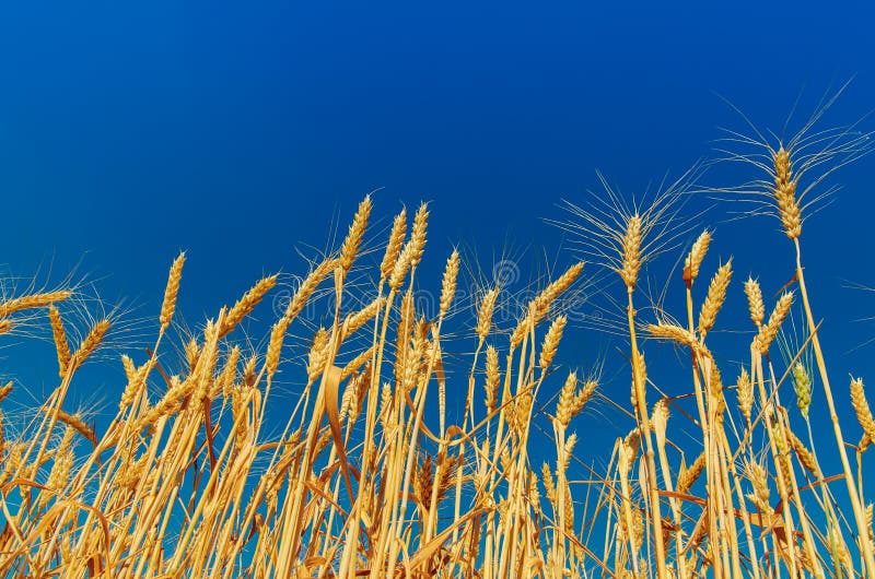Golden color harvest stock image. Image of growth, food - 34500959