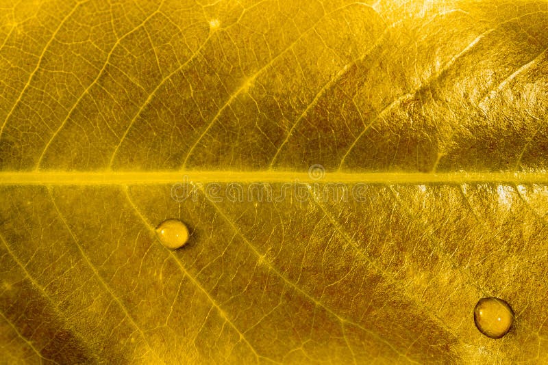 Golden Leaf, Texture and Water Drops Stock Photo - Image of nature ...